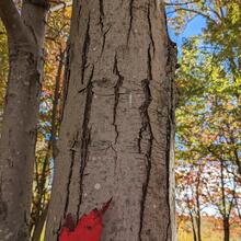 Red Maple | CMP Tree Selection Tool